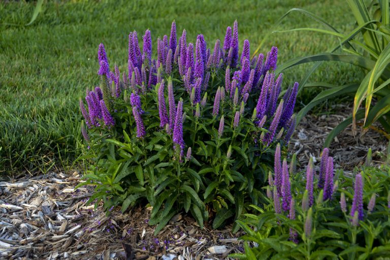 Magic Show Purple Illusion - Madsen Greenhouse